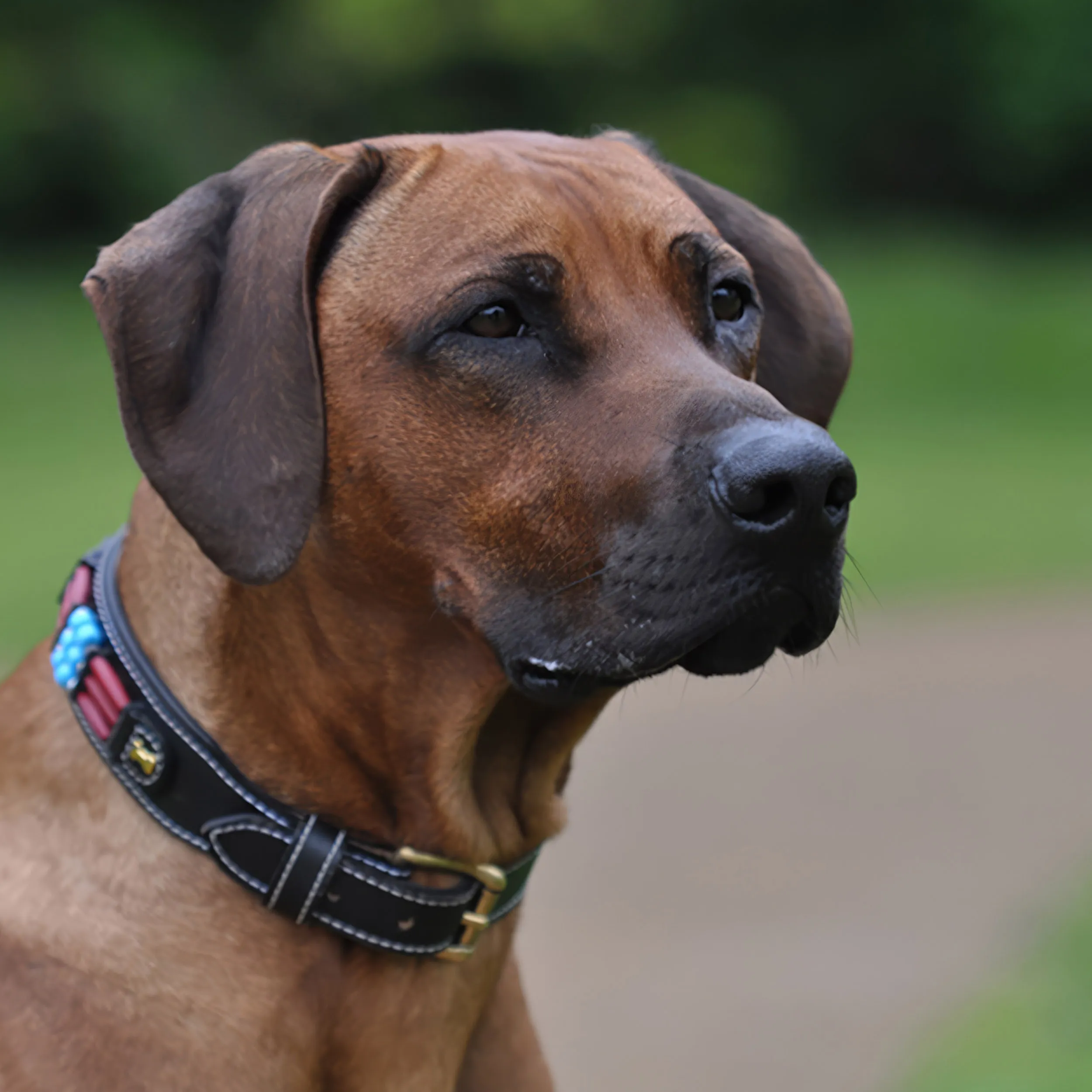 Tierfotografie Teil 10: Indoor-Shootings - die Studiofotografie