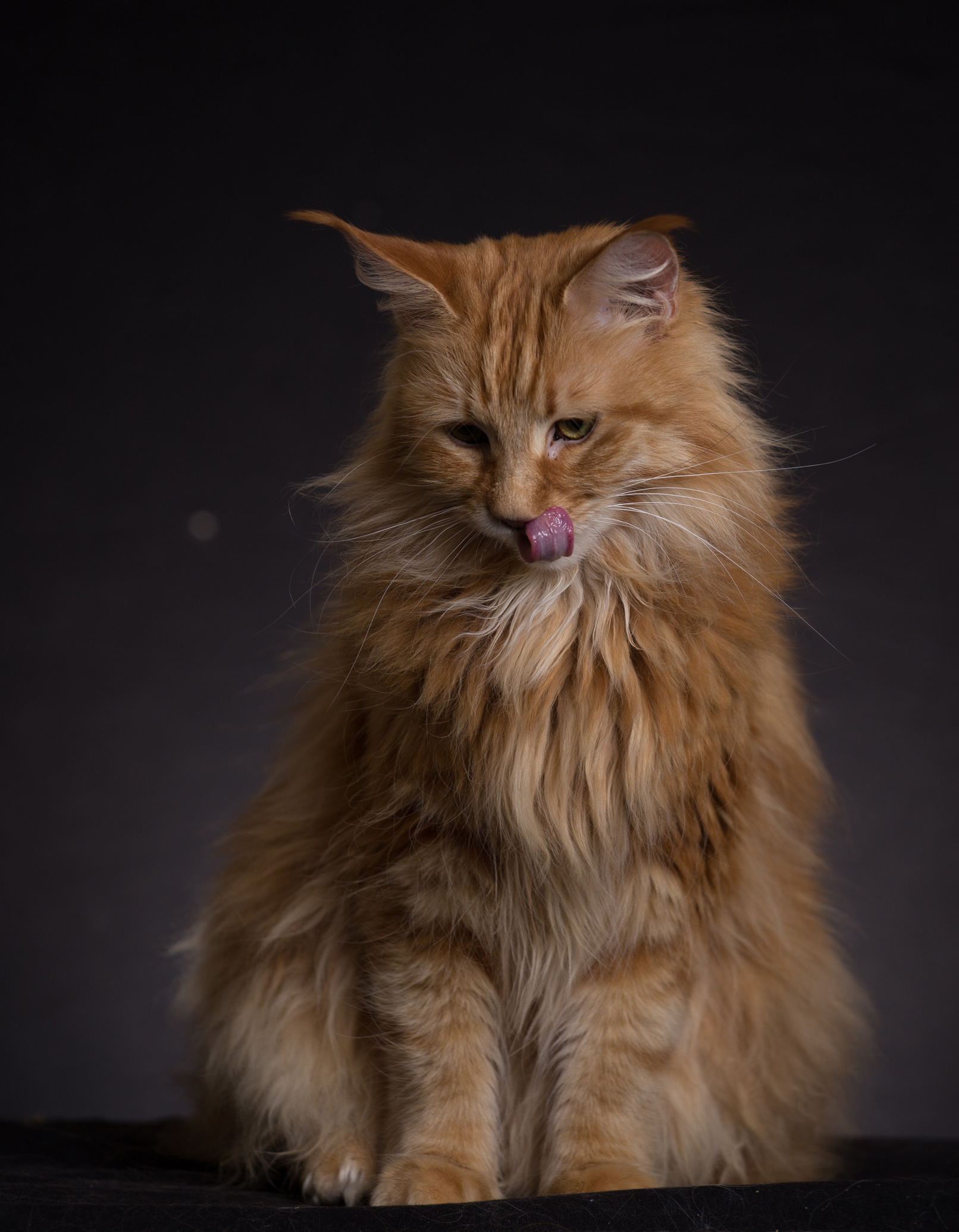 Katzen-Fotografie: Katzenportraits selbst fotografieren