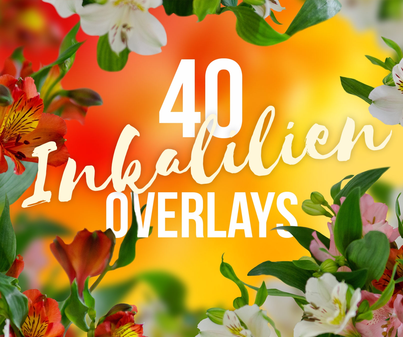 Inkalilien: farbenfrohe Bilder von Alstromerien für deine Fotos