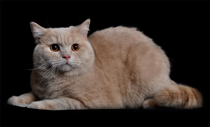 Animal photography 01: Introduction to animal motifs