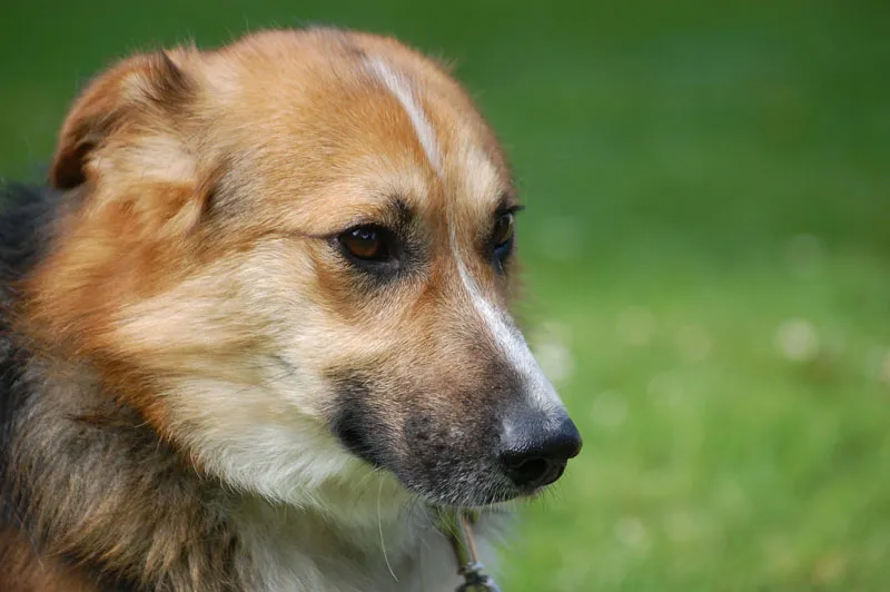 Dyrefotografi Del 01: Introduktion Dyretema - dyre godt.