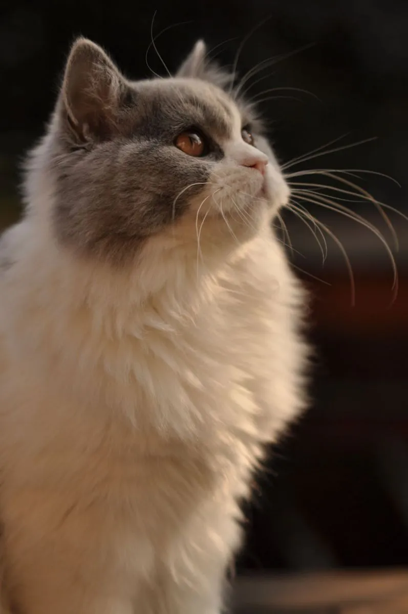 Fotografía de animales parte 04: Lo importante son los detalles