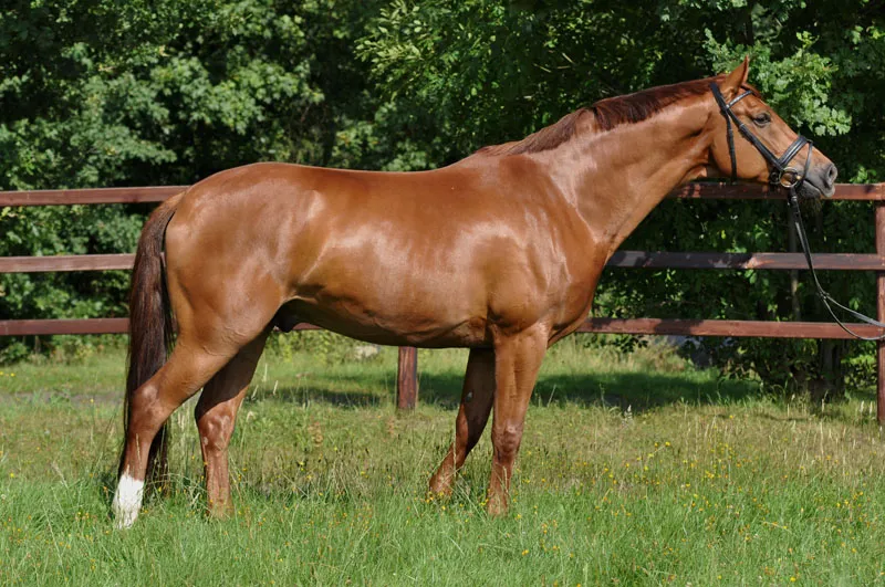 Fotografía de animales parte 08: Caballos