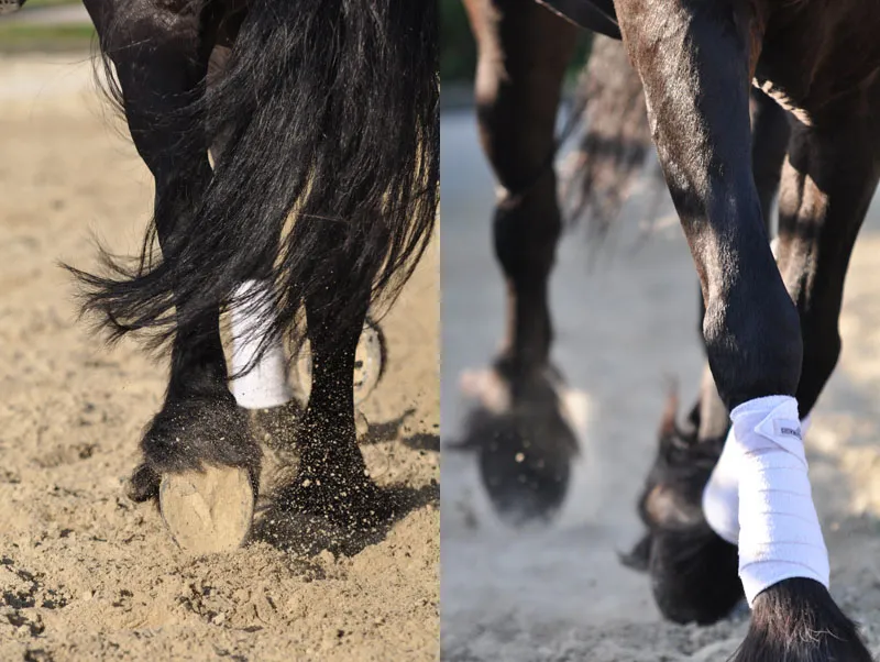 Animal photography part 08: Horse photography
