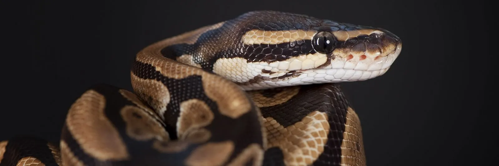Fotografía de animales parte 14: Reptiles